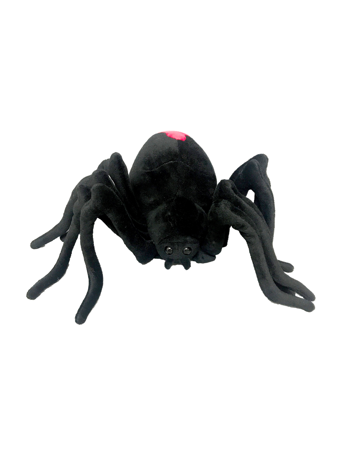 Red Back Spider - Perth Childrens Hospital Foundation